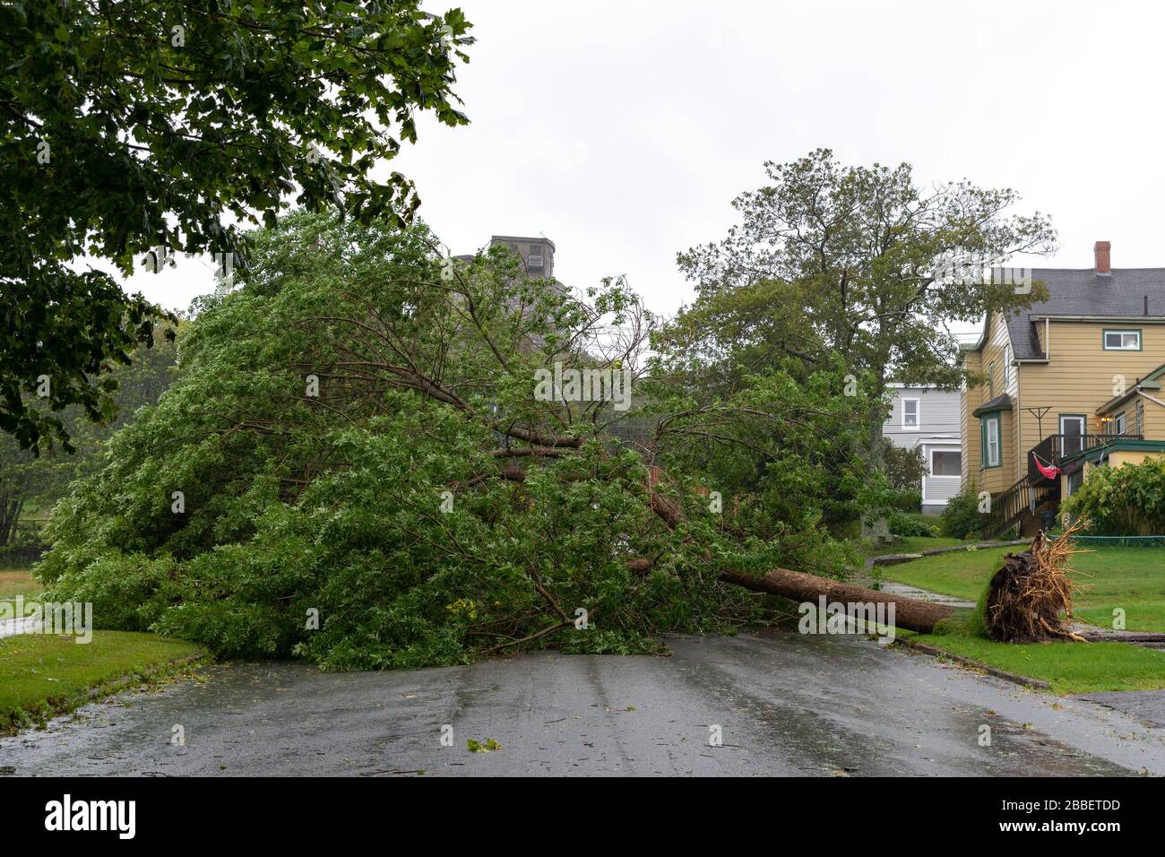A large tree fallen across a road. The road is completely blocked. The ... A large tree fallen across a road. The road is completely blocked. The ...