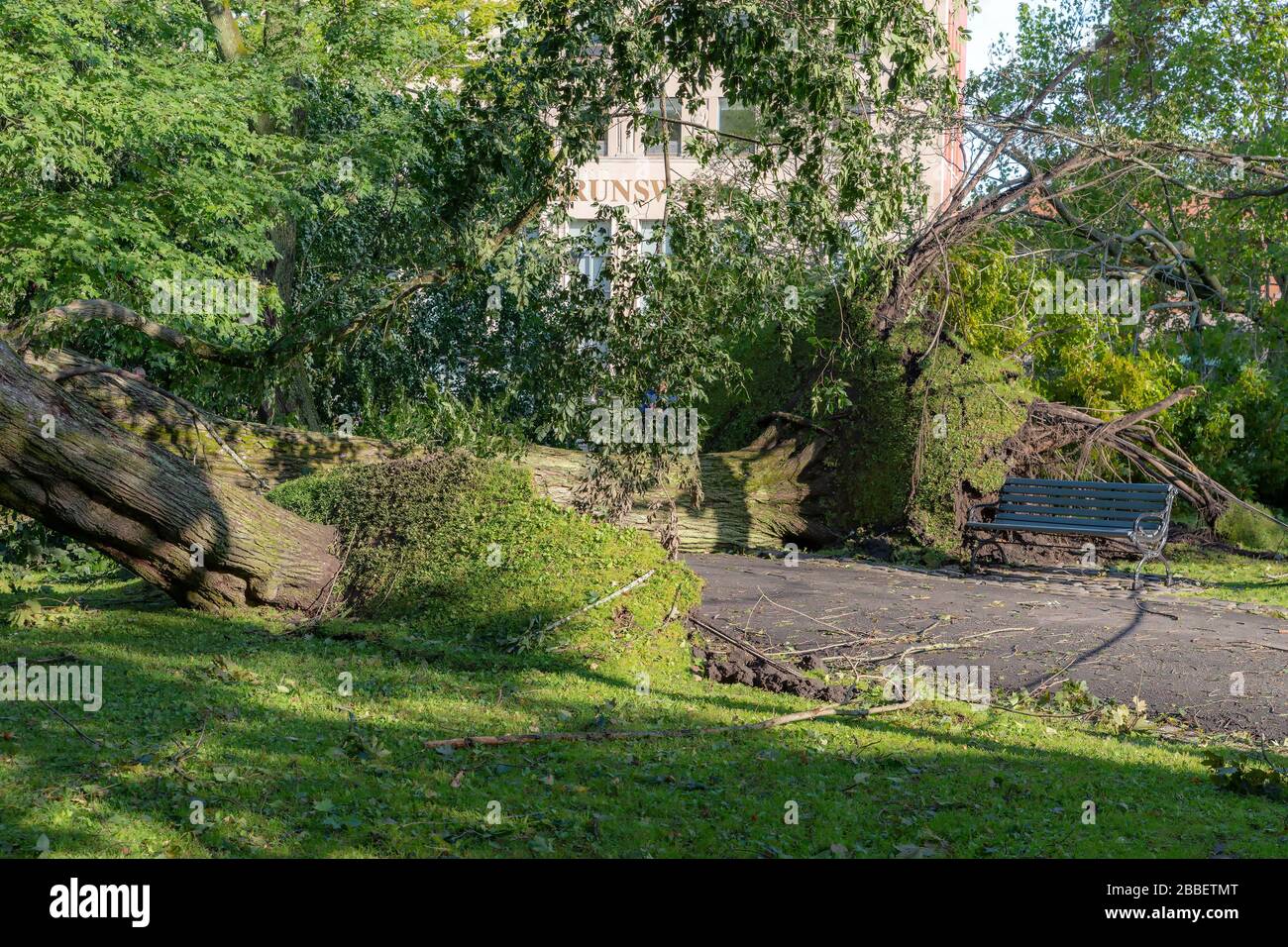 Trees fallen in a public park after Hurricane Dorian. One of the trees ...