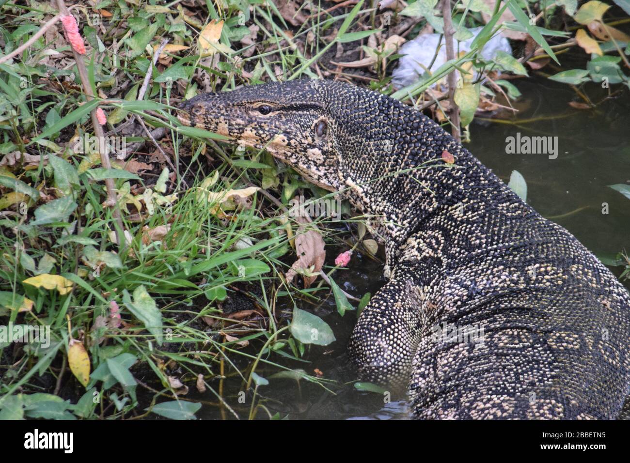 Large Water Monitor, Ayutthaya 110120 Stock Photo - Alamy