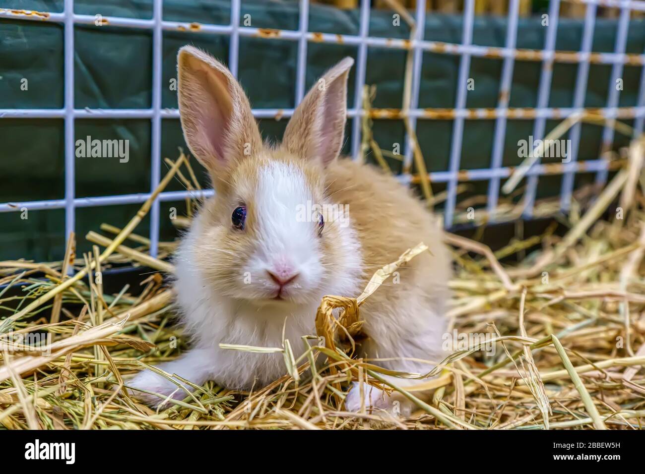 Rabbits Stable High Resolution Stock Photography and Images - Alamy
