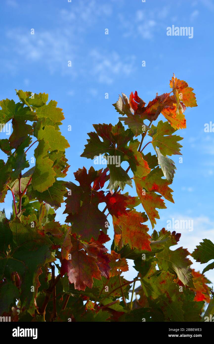 Grape leaves turning red in autumn hi-res stock photography and images ...