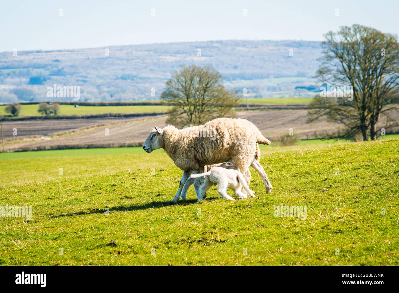 Spring lambs wiltshire hi-res stock photography and images - Alamy