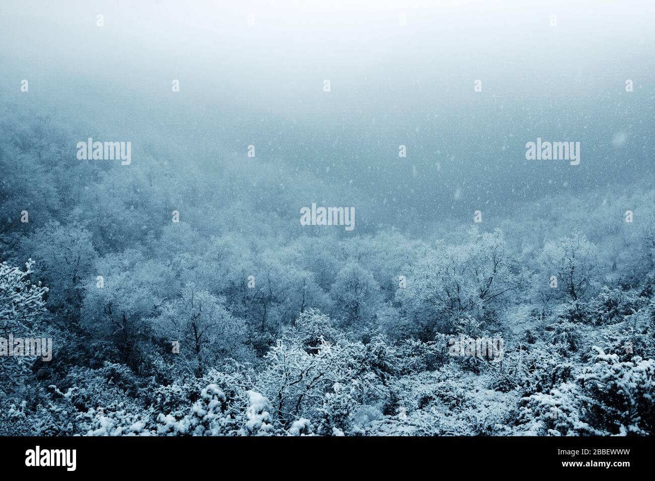 Snowstorm in the forest, White trees in snowy forest Stock Photo - Alamy