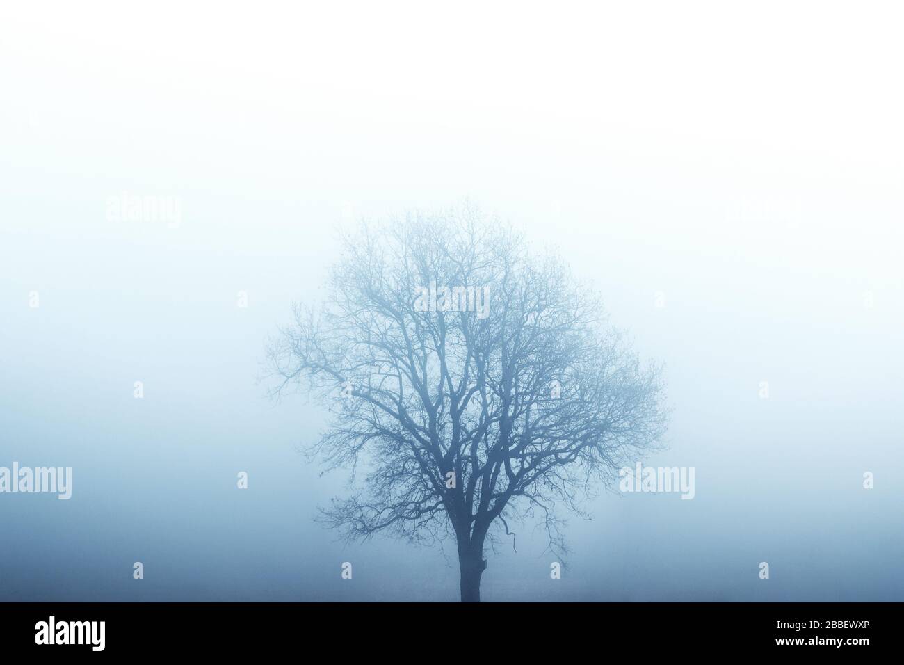 Mist surrounded tree hi-res stock photography and images - Alamy