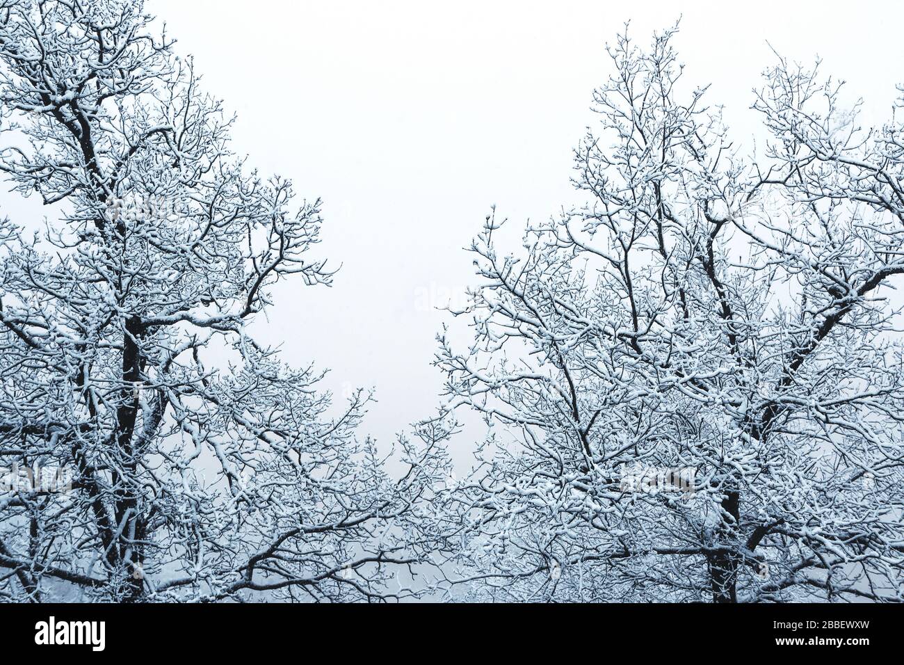 Snow Covered Tree Branches. Winter Background With Snowy Trees Stock Photo - Alamy