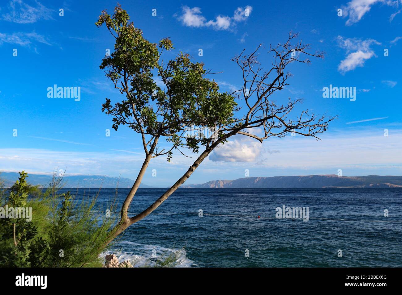Solitary tree swaying in wind hi-res stock photography and images - Alamy