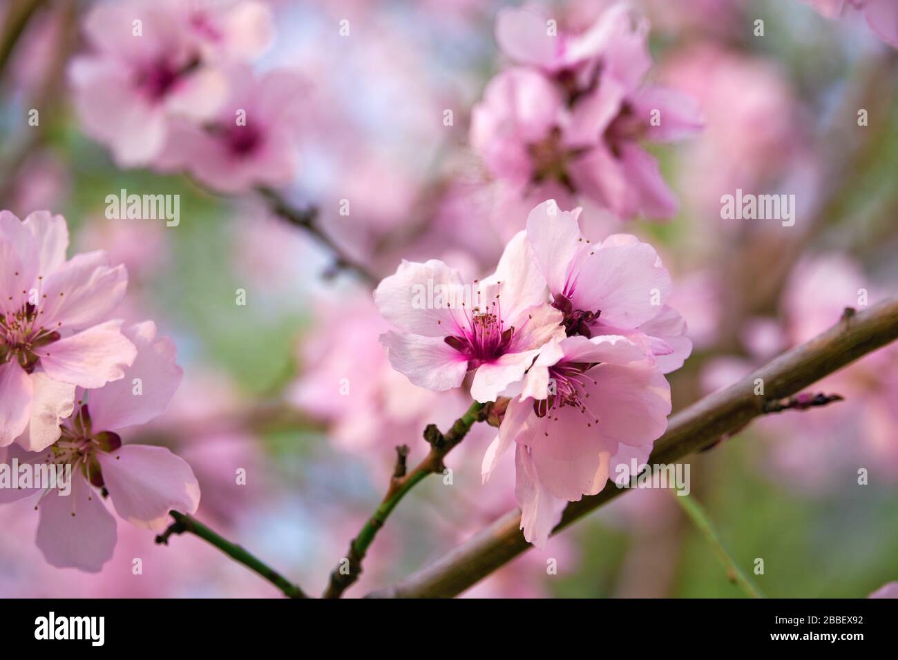 beautiful spring landscape - blooming trees, bright pink and white ...