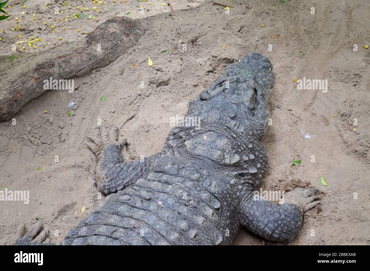 Crocodiles or true crocodiles are large semiaquatic reptiles that live ...