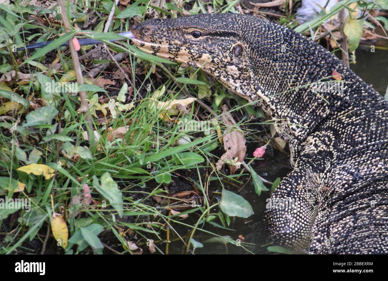 Large Water Monitor, Ayutthaya 110120 Stock Photo - Alamy
