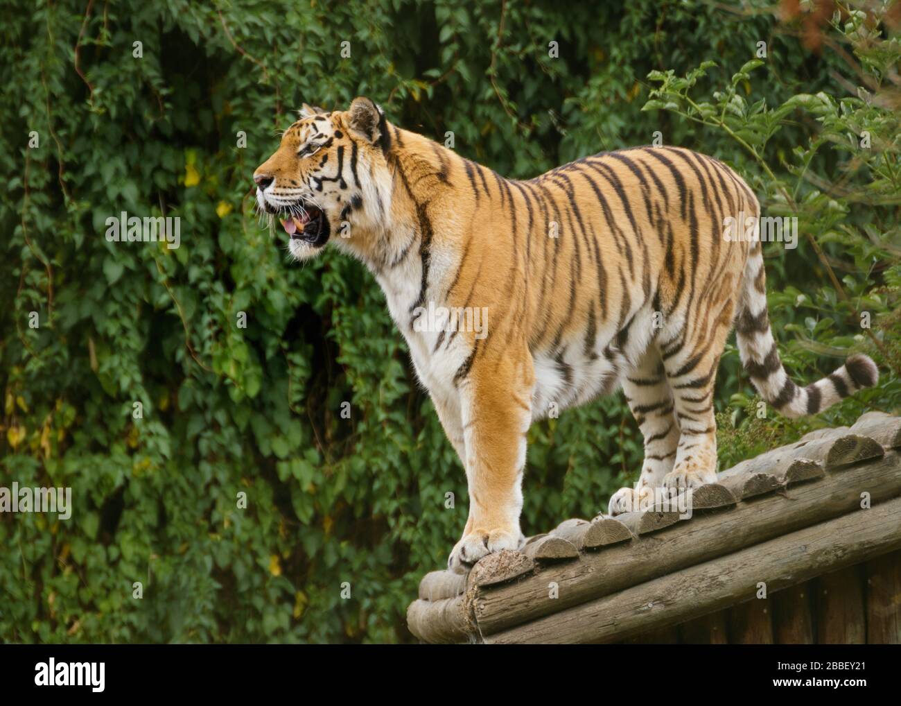 Female tiger face hi-res stock photography and images - Alamy