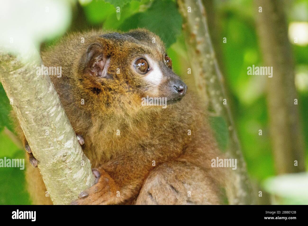 Madagascan wildlife hi-res stock photography and images - Alamy