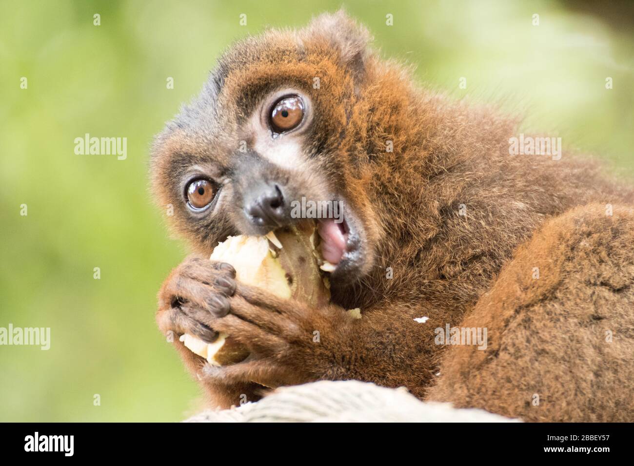 Madagascan wildlife hi-res stock photography and images - Alamy