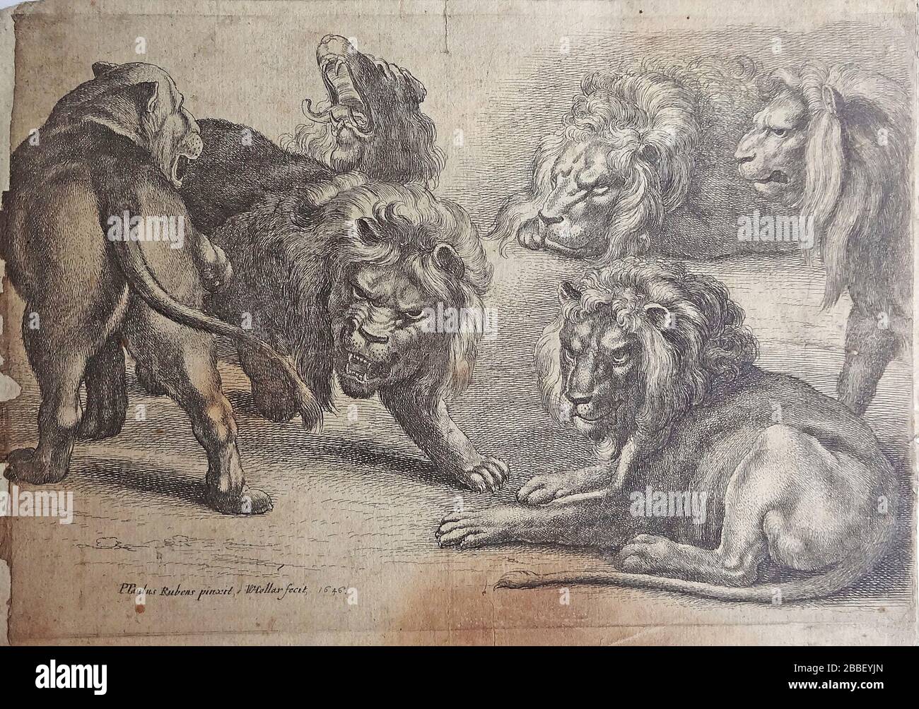 Flemish baroque paint hi-res stock photography and images - Alamy
