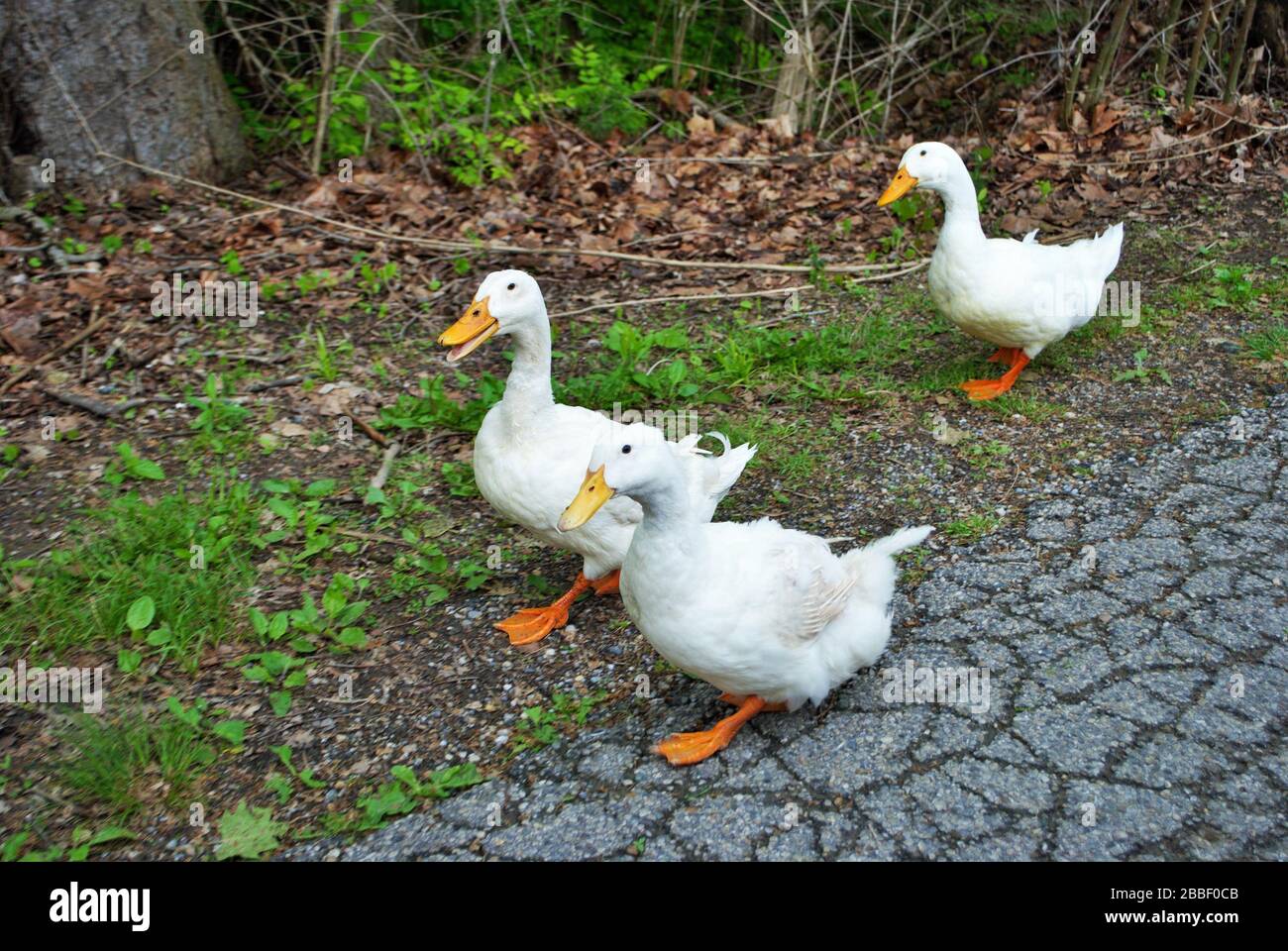 Walking duck street hi-res stock photography and images - Alamy
