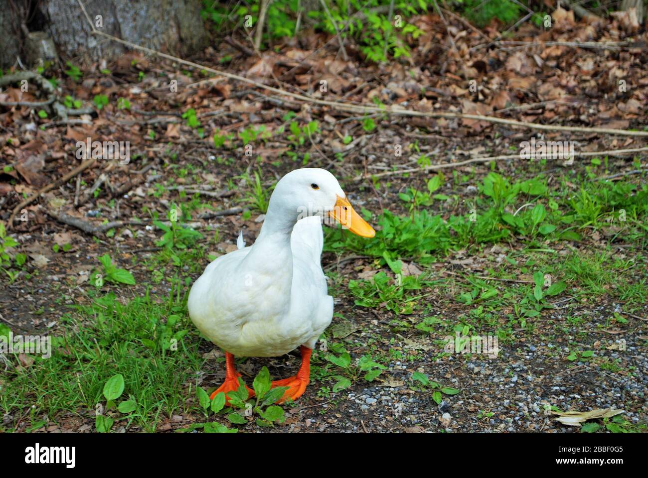 white duck walking down the street in a park Stock Photo - Alamy