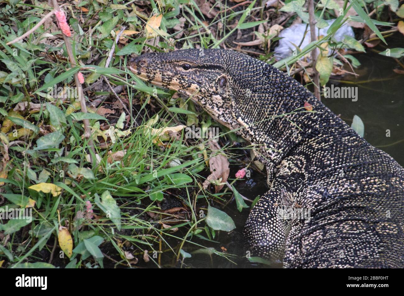 Large Water Monitor, Ayutthaya 110120 Stock Photo - Alamy