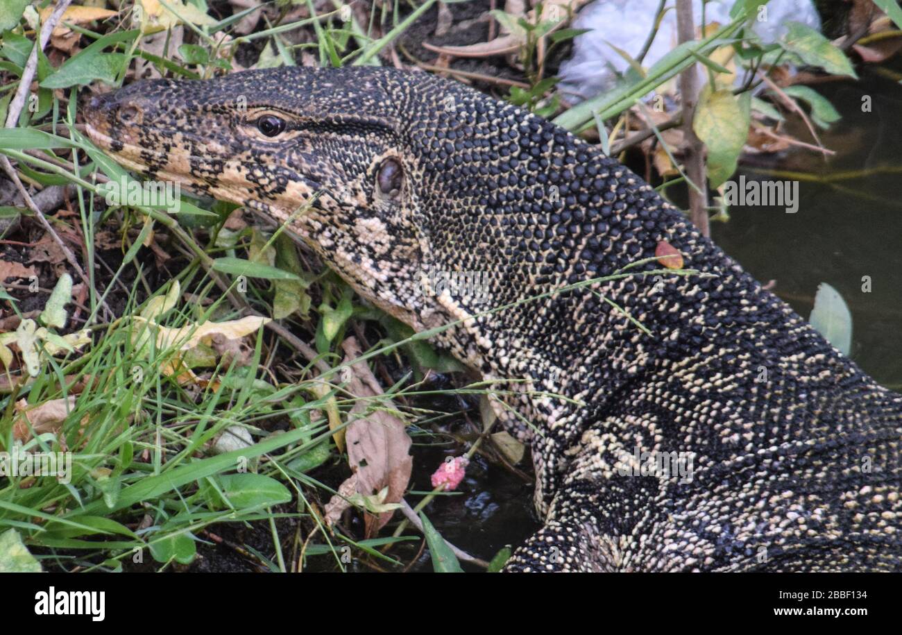 Large Water Monitor, Ayutthaya 110120 Stock Photo - Alamy
