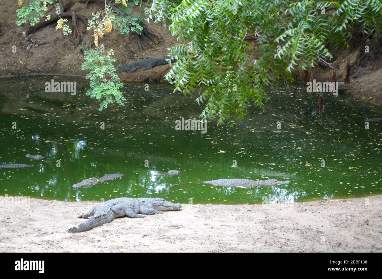 Crocodiles or true crocodiles are large semiaquatic reptiles that live ...