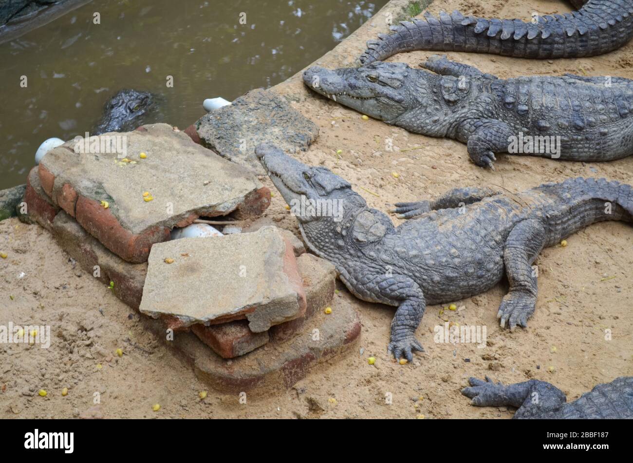 Crocodiles or true crocodiles are large semiaquatic reptiles that live ...