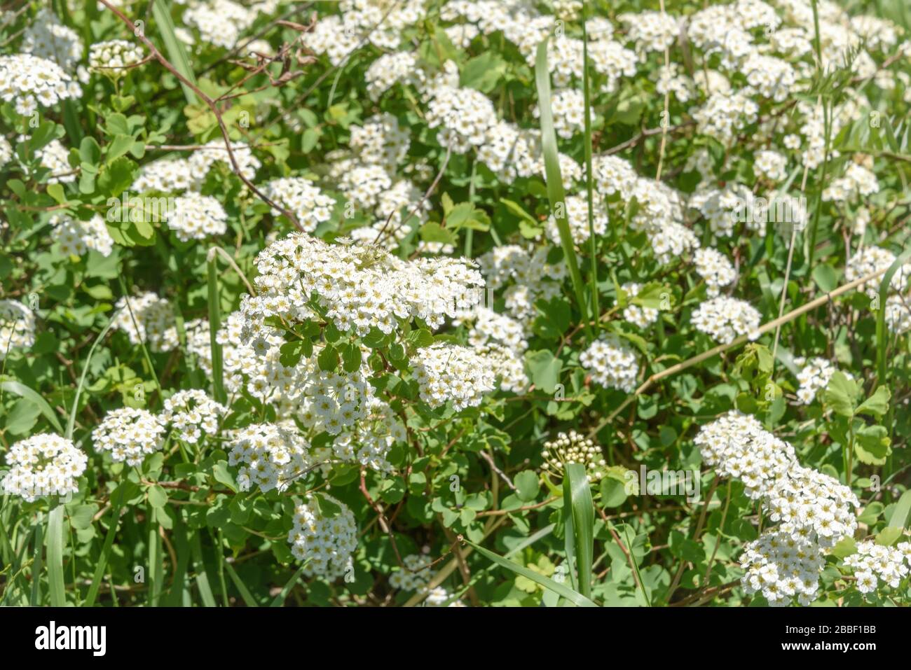 Beautiful floral background with white flowers on the bush of wild ...