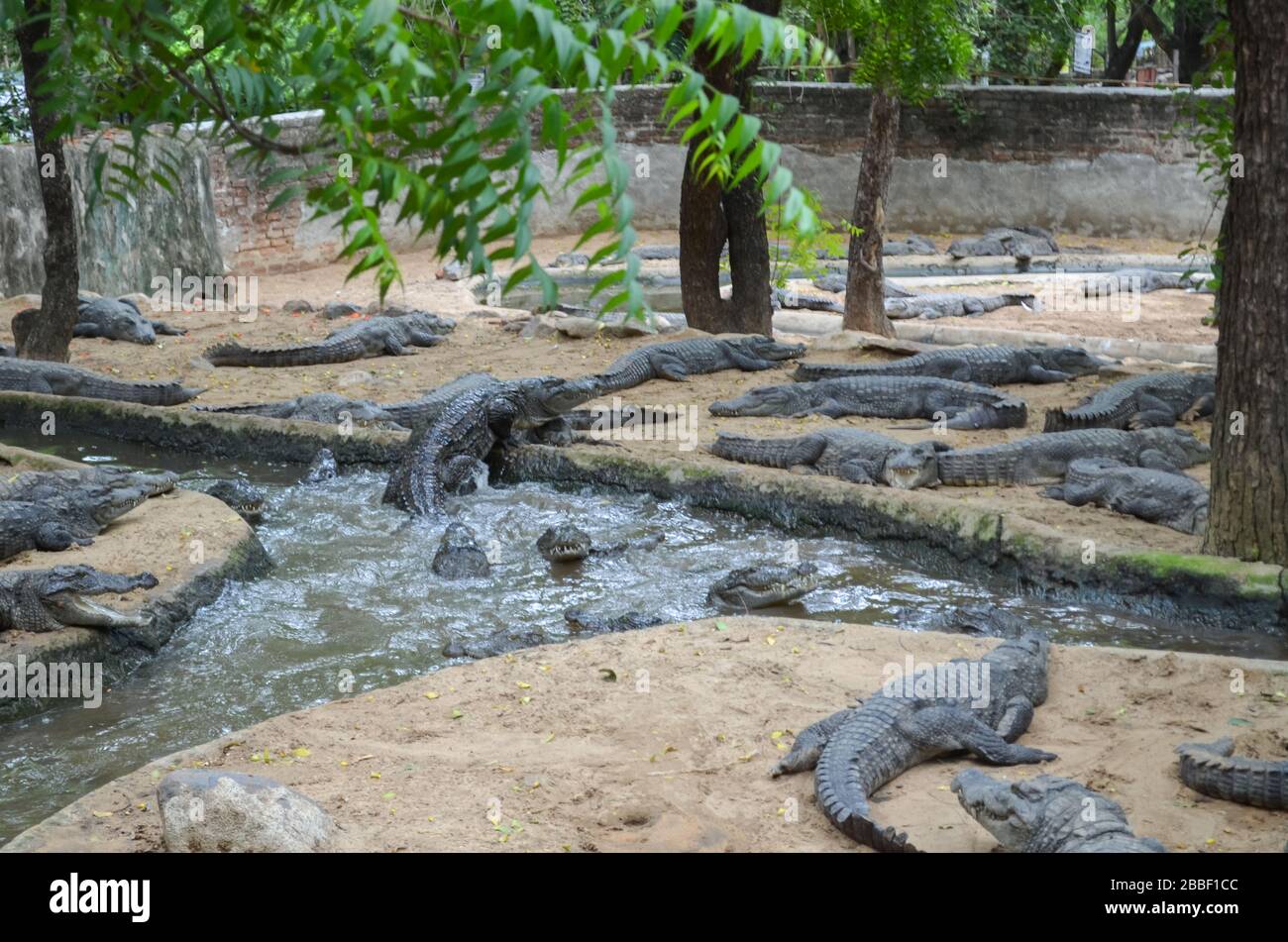Crocodiles or true crocodiles are large semiaquatic reptiles that live ...
