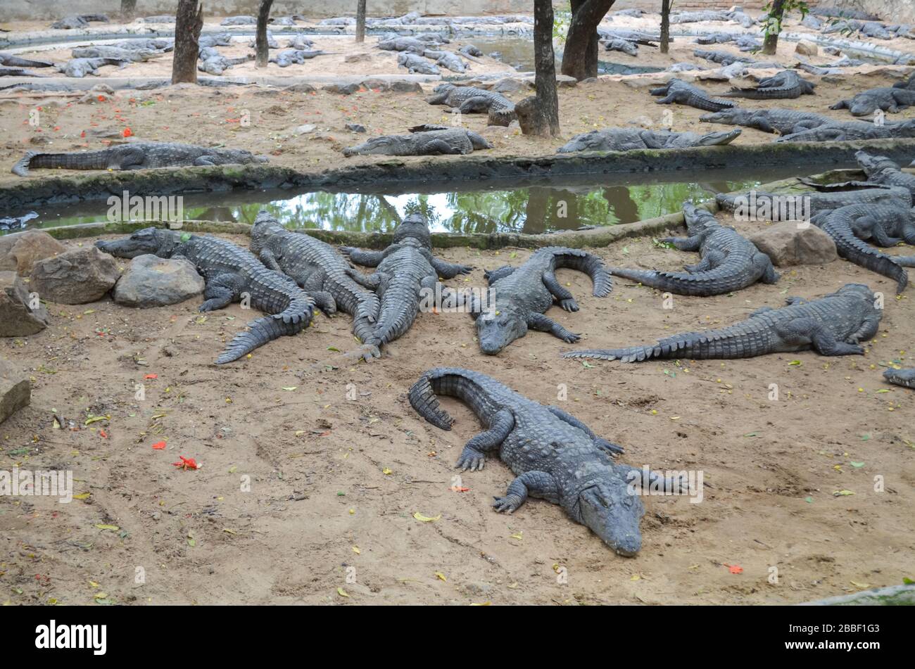 Crocodiles or true crocodiles are large semiaquatic reptiles that live ...