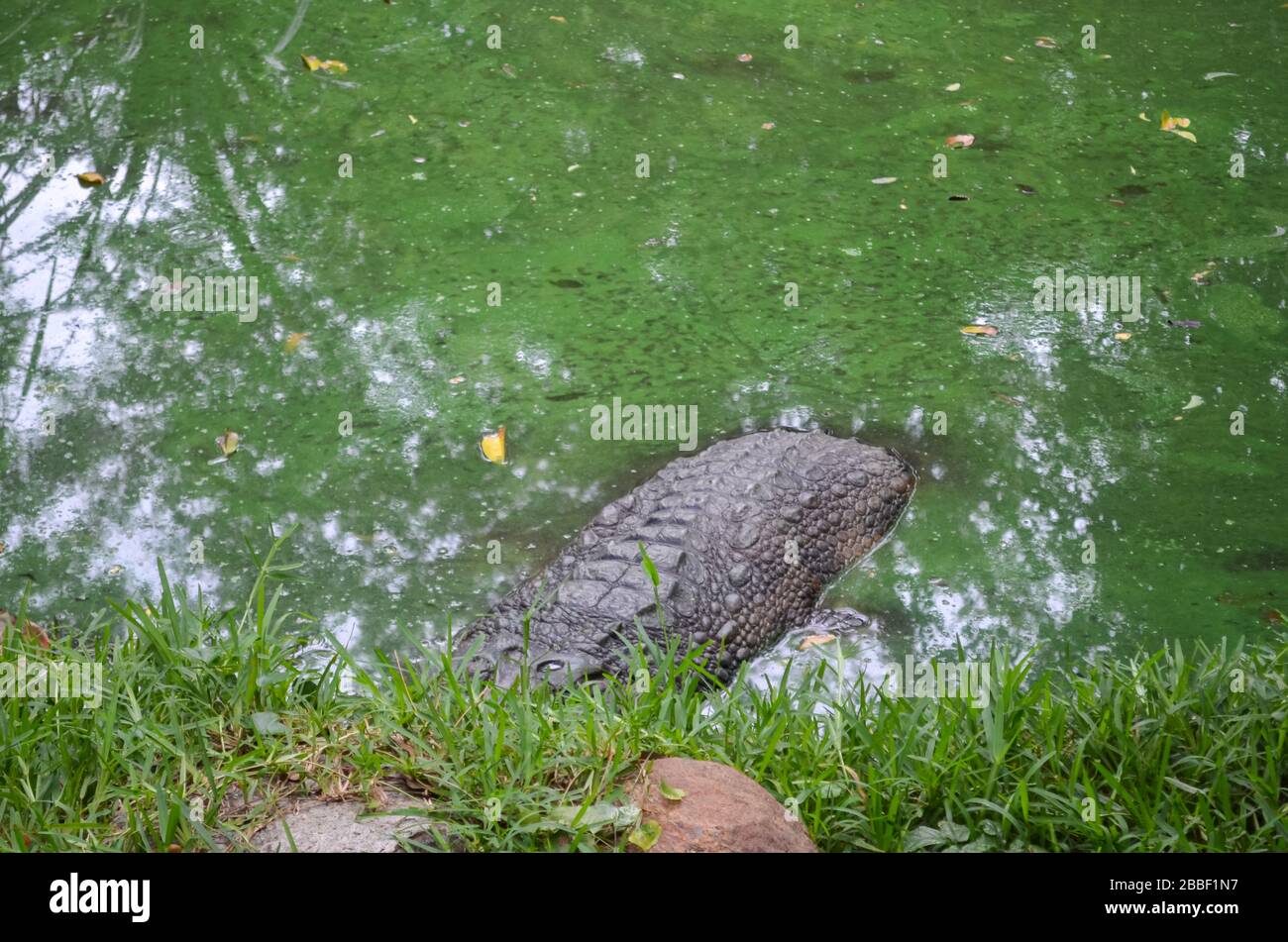 Crocodiles or true crocodiles are large semiaquatic reptiles that live ...