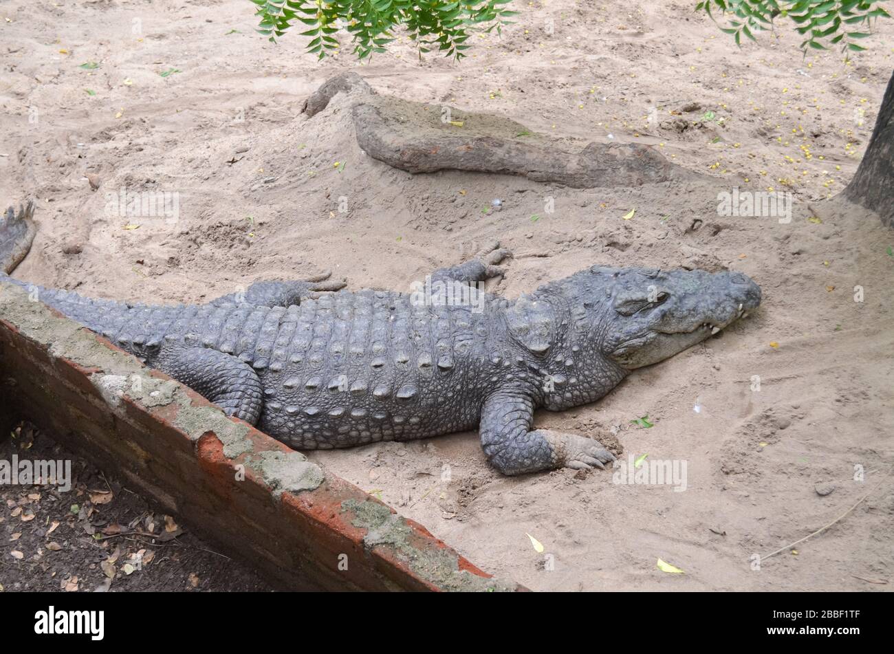 Crocodiles or true crocodiles are large semiaquatic reptiles that live ...