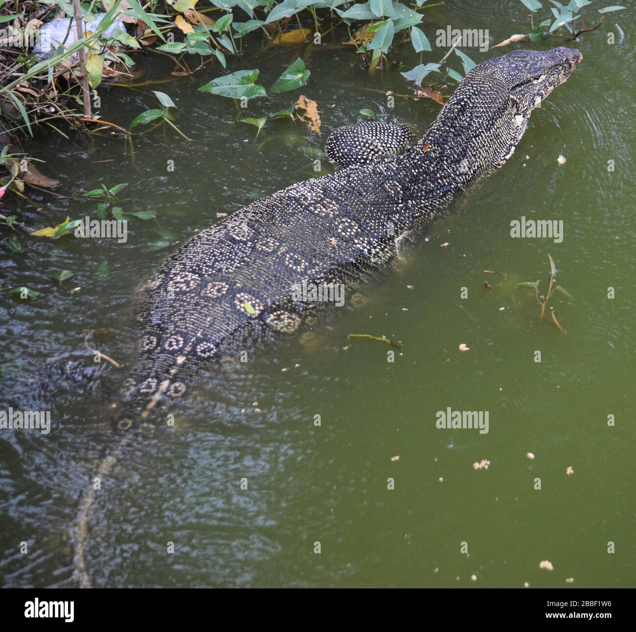 Large scaled water monitor hi-res stock photography and images - Alamy