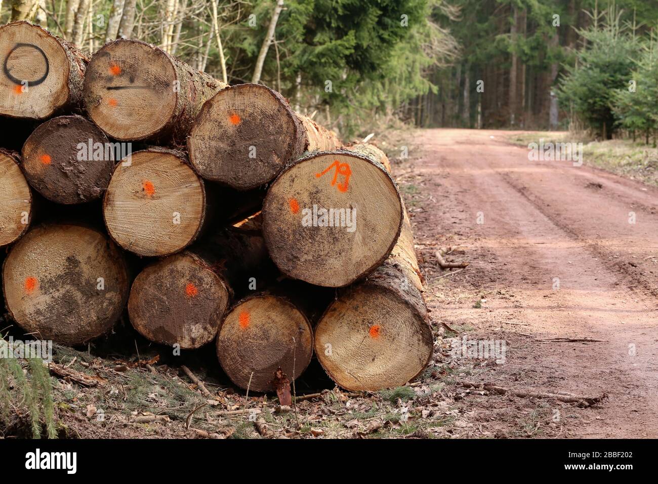 Freshly cut trees in the forest, on the side of a forest road Stock ...