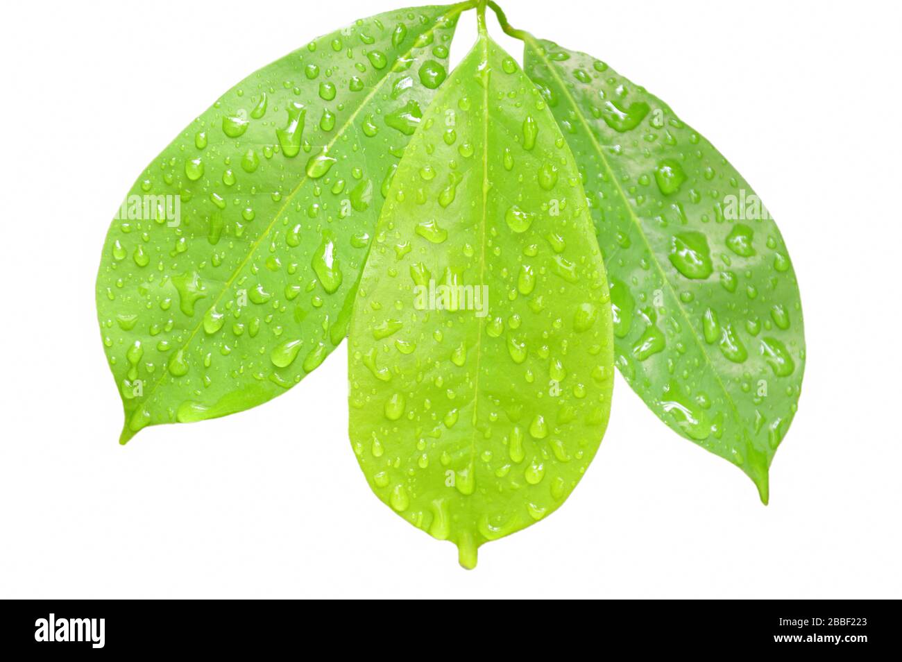 Plant apex Cut Out Stock Images & Pictures - Alamy