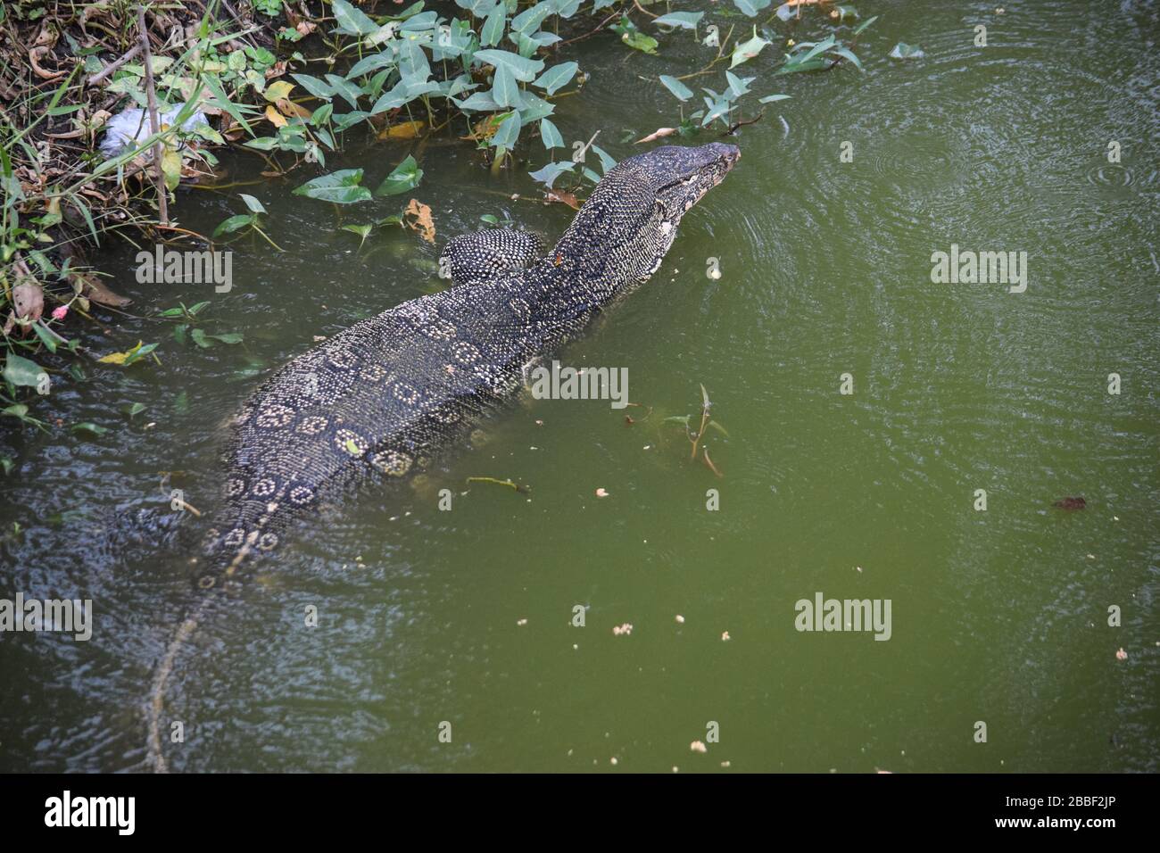 Large scaled water monitor hi-res stock photography and images - Alamy
