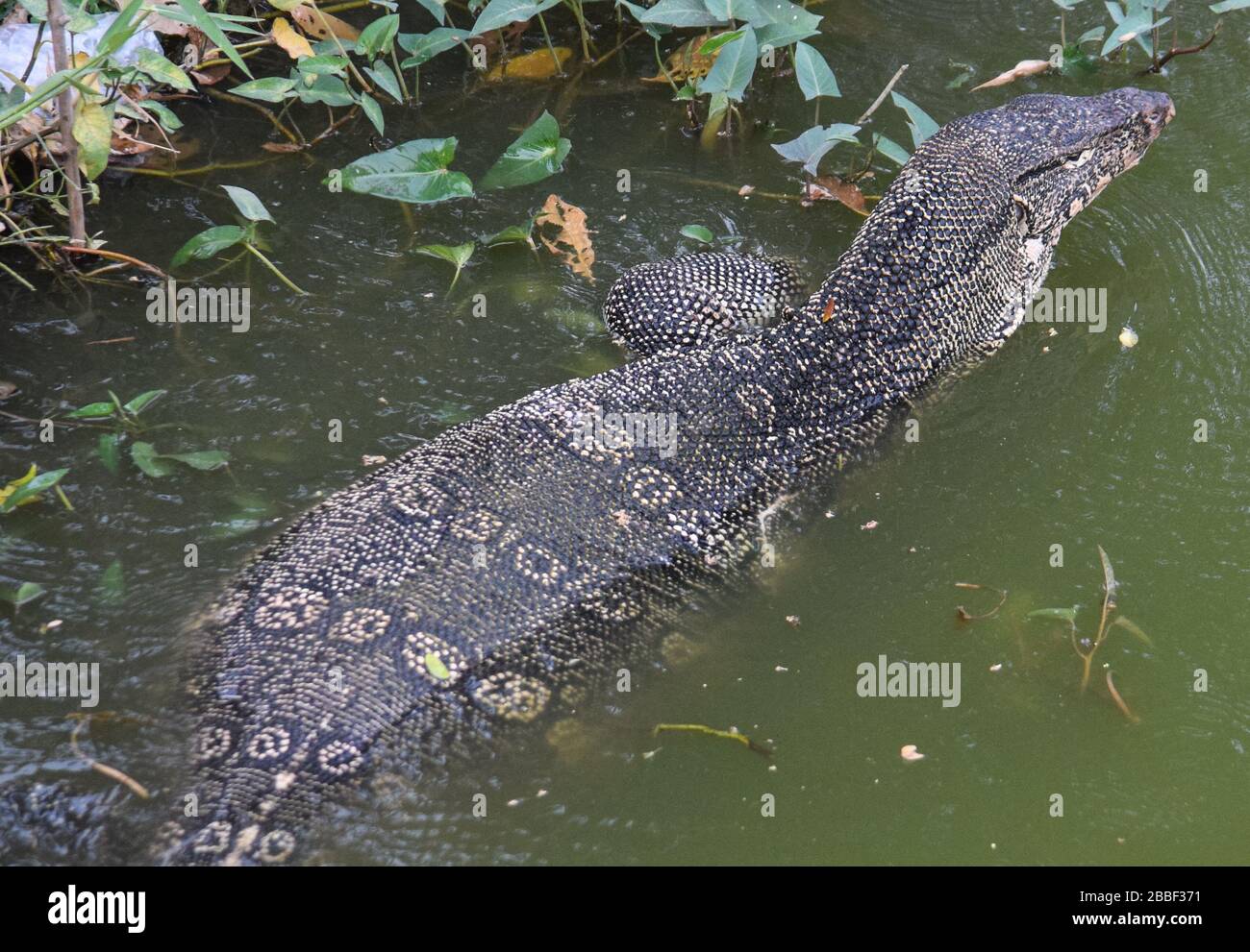 Large Water Monitor, Ayutthaya 110120 Stock Photo - Alamy