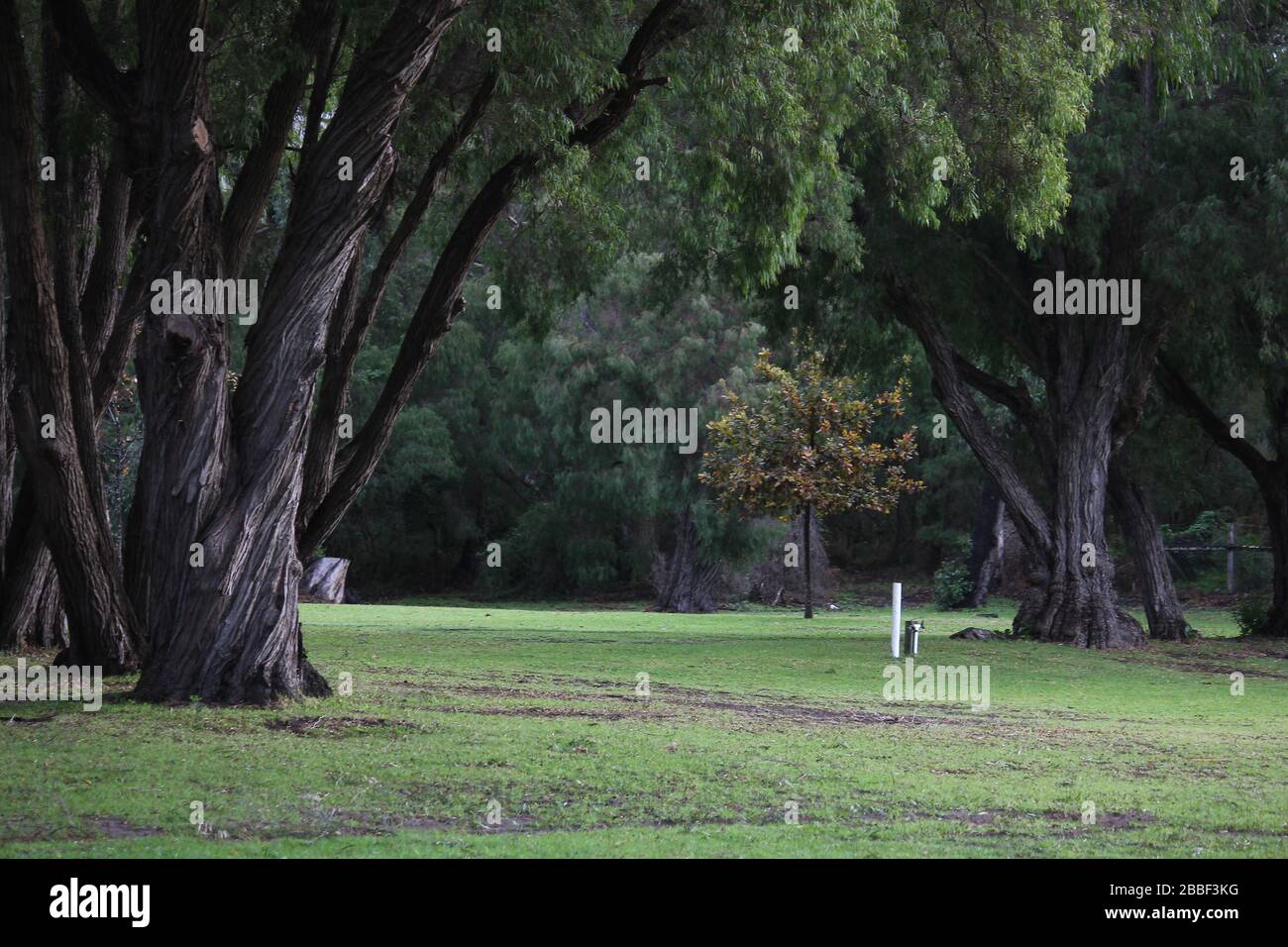 dark tree trunks with mood lighting at Denmark, Western Australia Stock ...