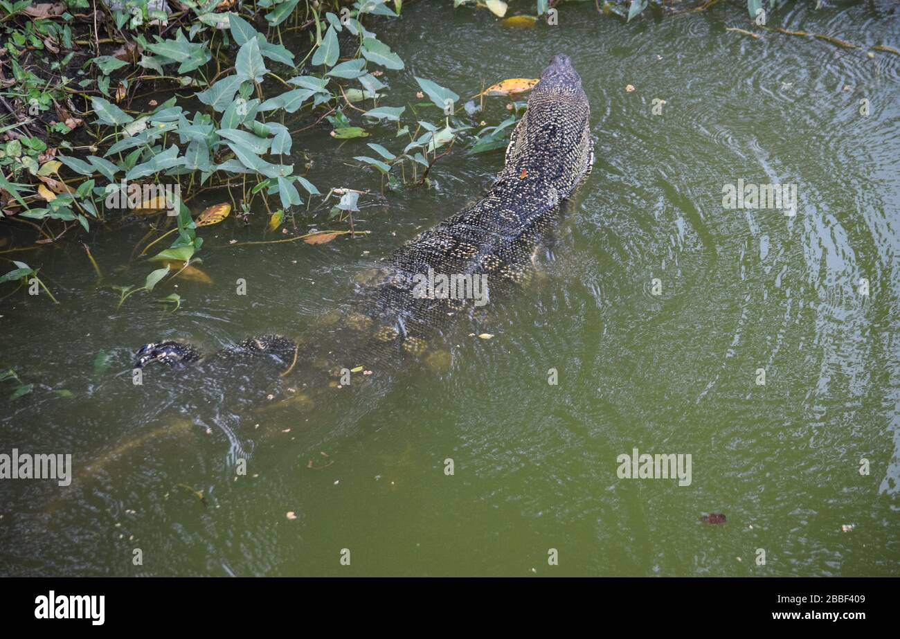 Large Water Monitor, Ayutthaya 110120 Stock Photo - Alamy