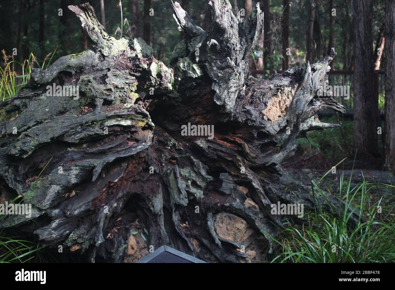 Eucalyptus jacksonii hi-res stock photography and images - Alamy