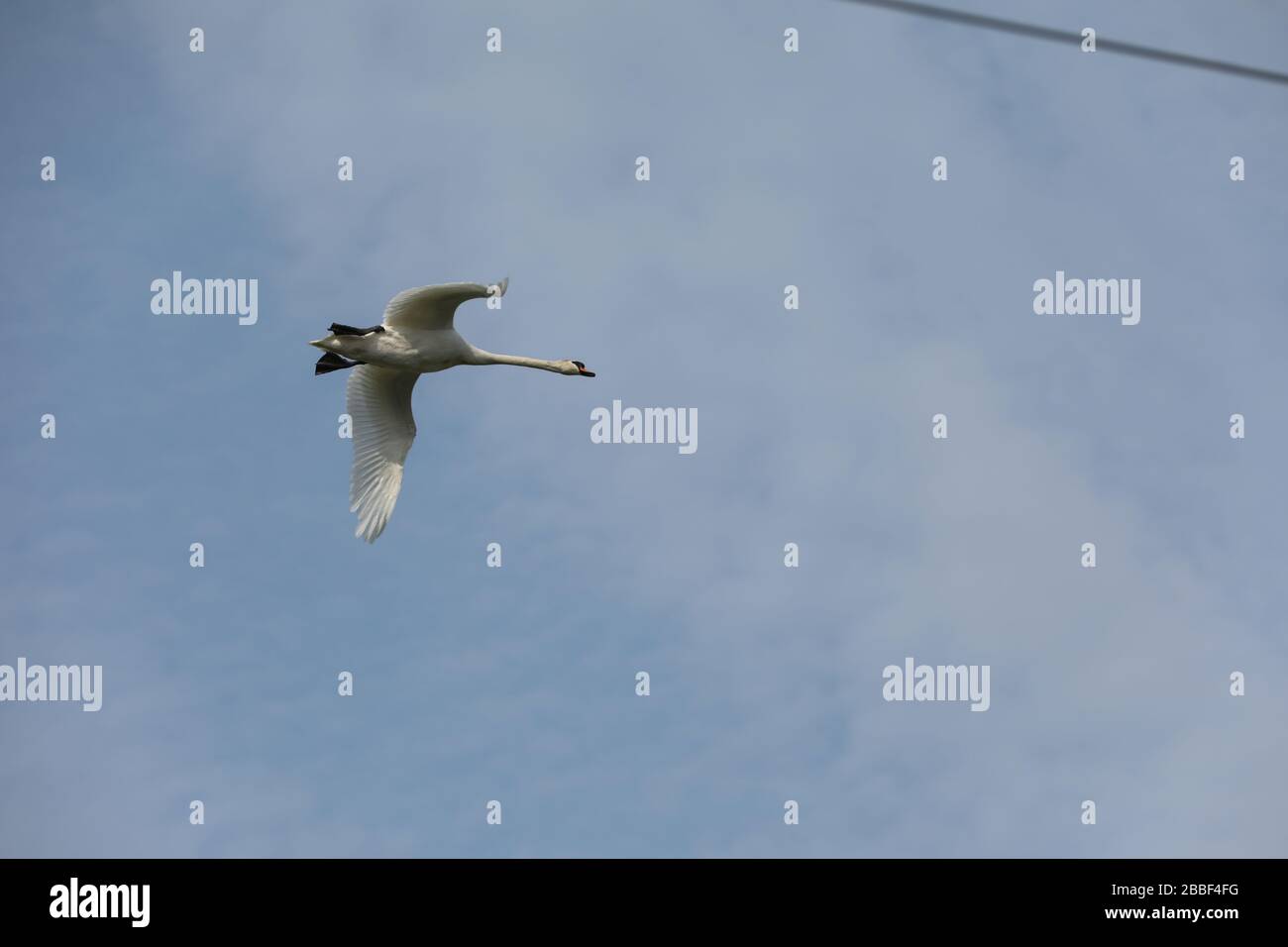 Swan flying through power lines Stock Photo - Alamy