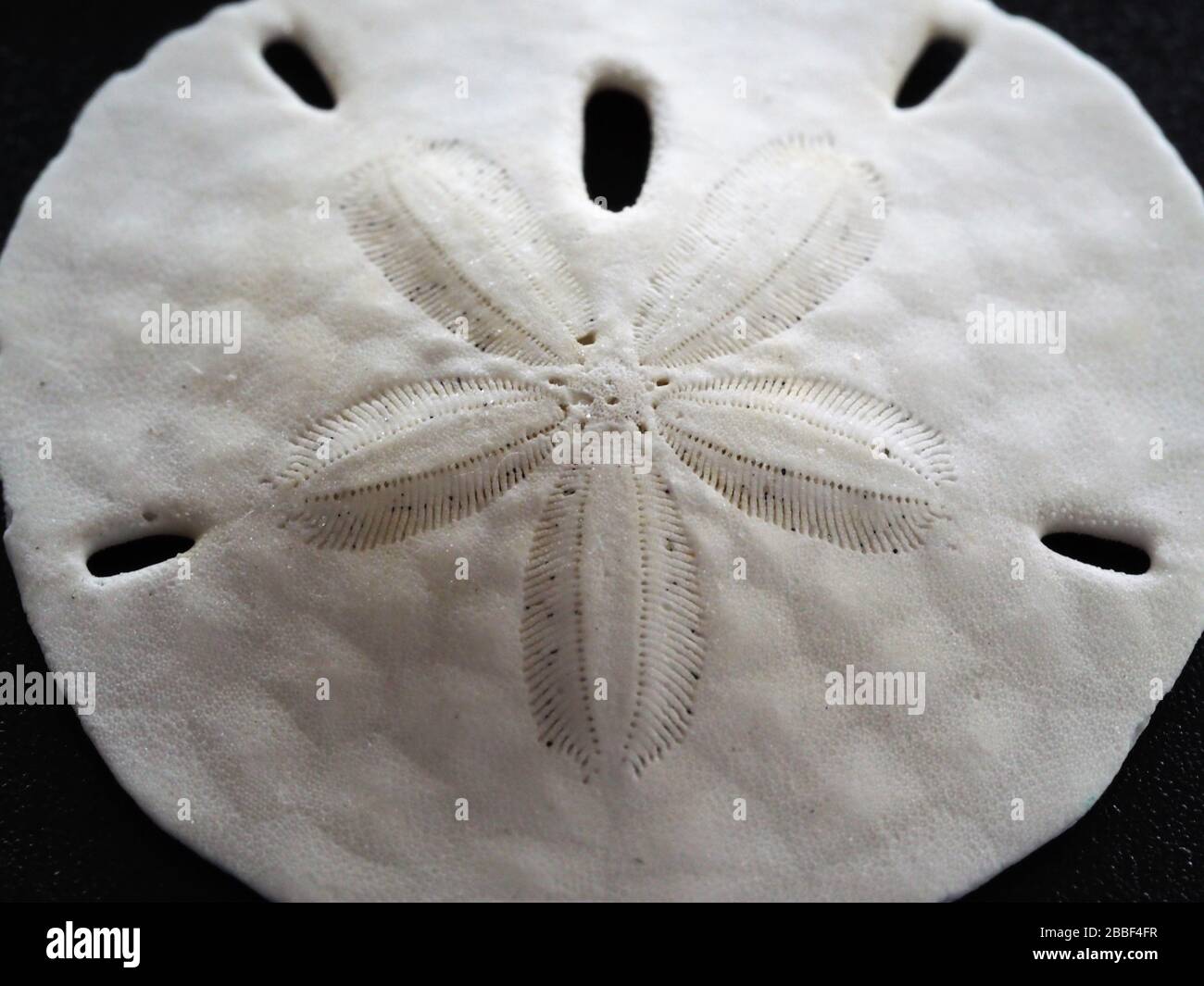 Sand dolllar hi-res stock photography and images - Alamy