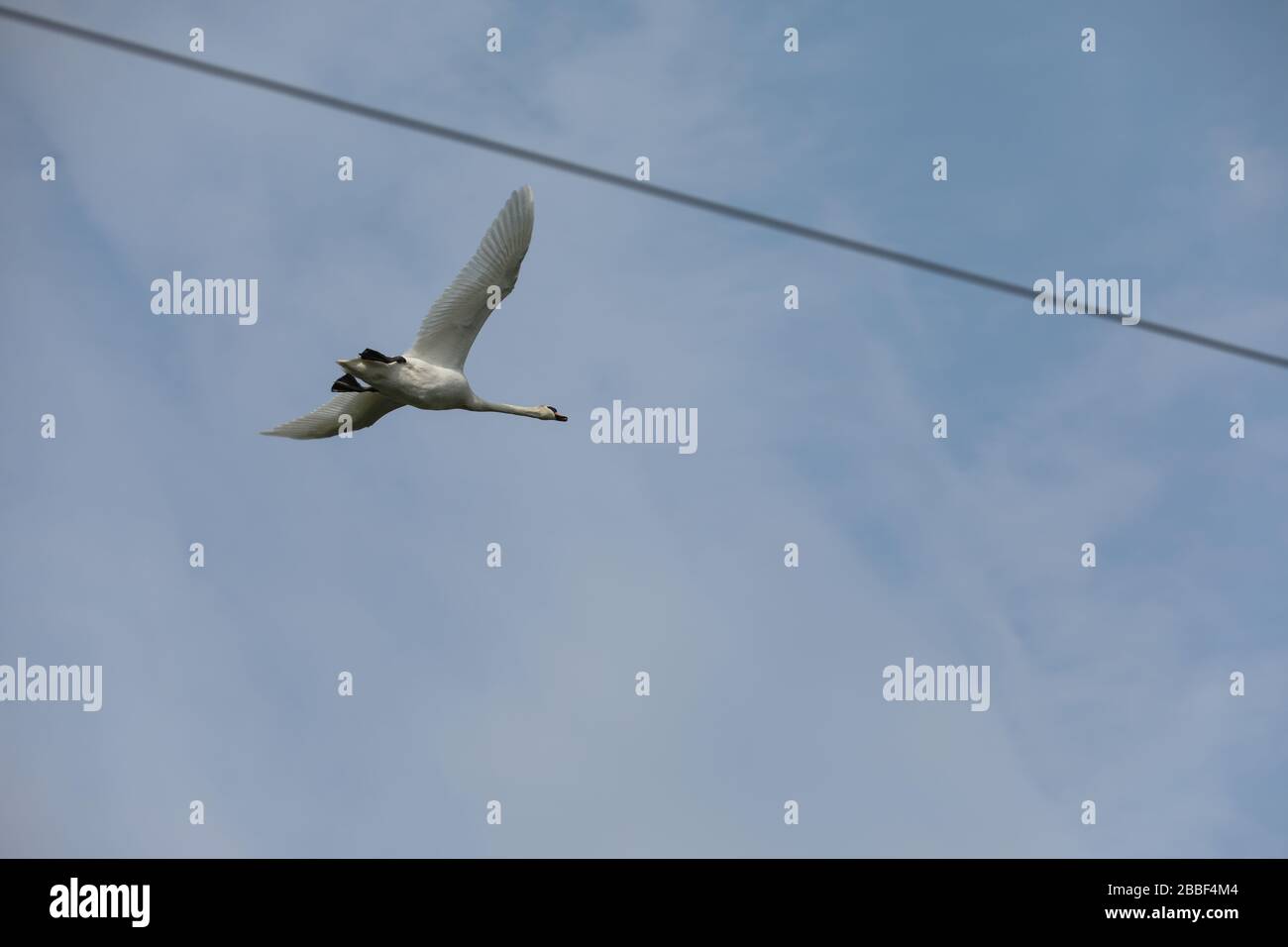 Swan flying through power lines Stock Photo - Alamy