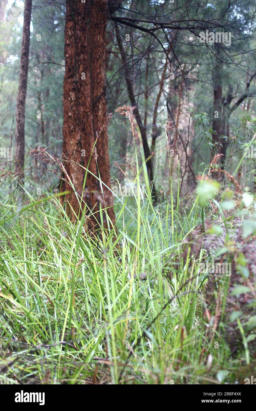 Giant red tingle trees, old man of the forest in Western Australia ...