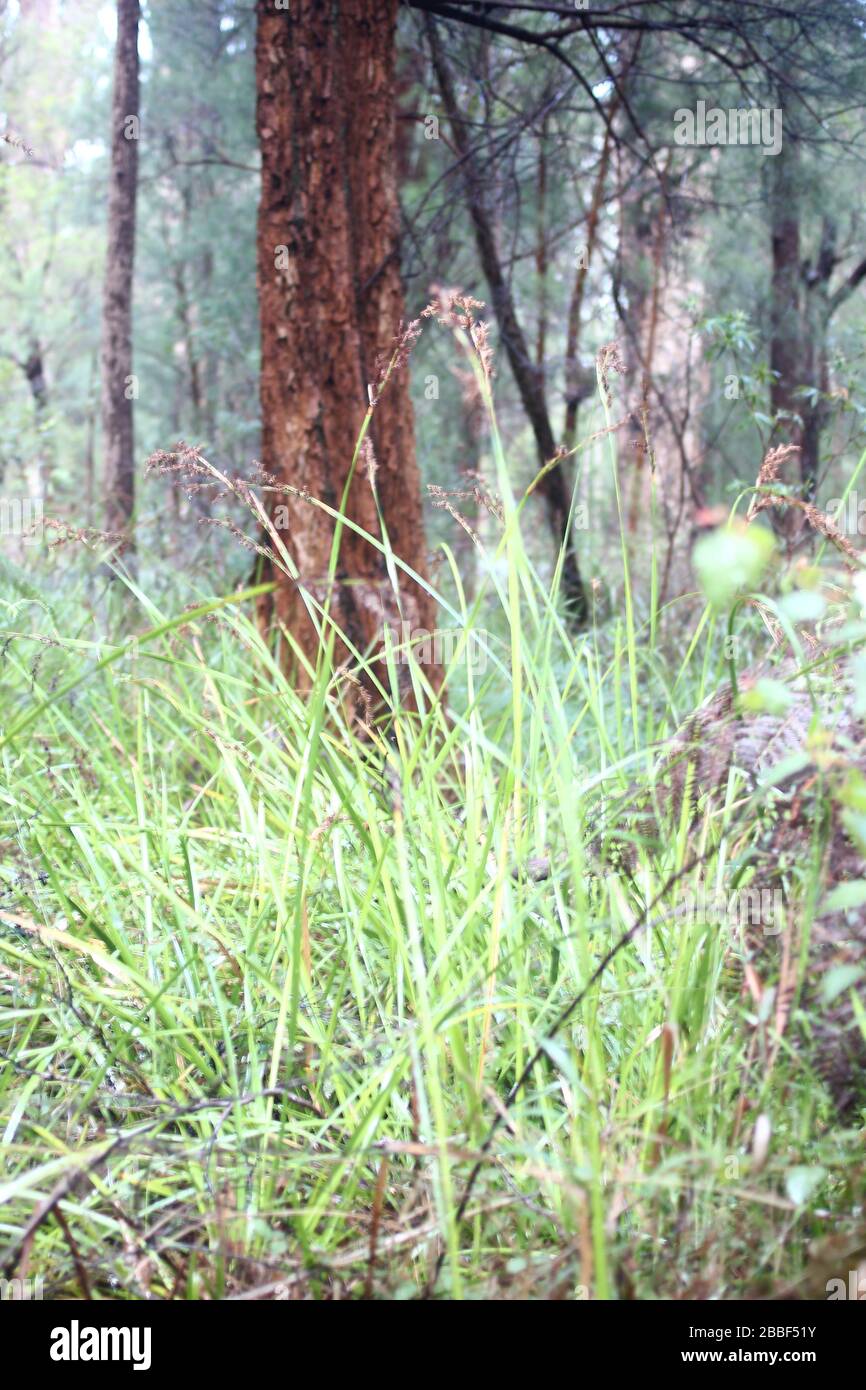 Giant red tingle trees, old man of the forest in Western Australia ...