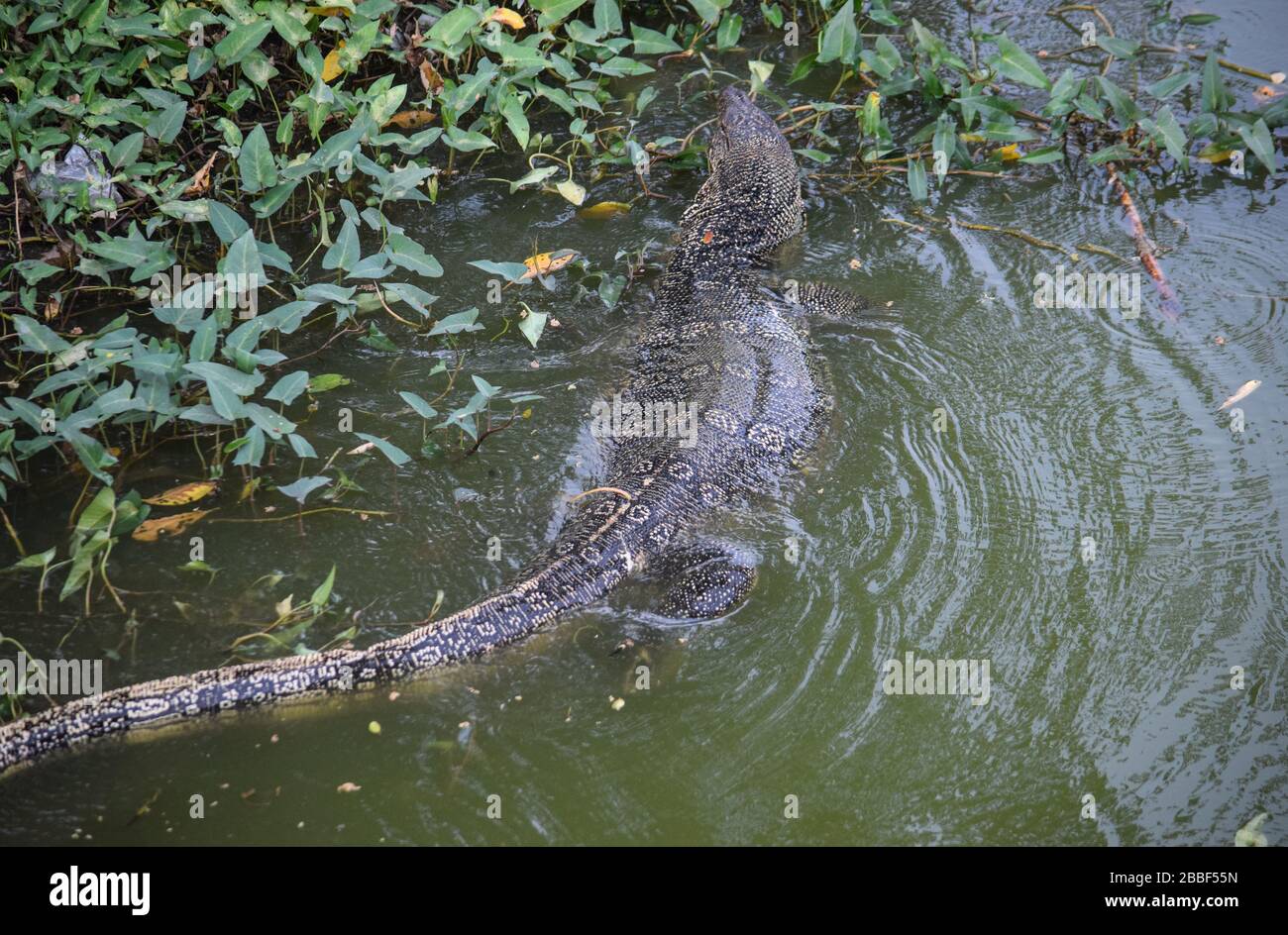 Large Water Monitor, Ayutthaya 110120 Stock Photo - Alamy