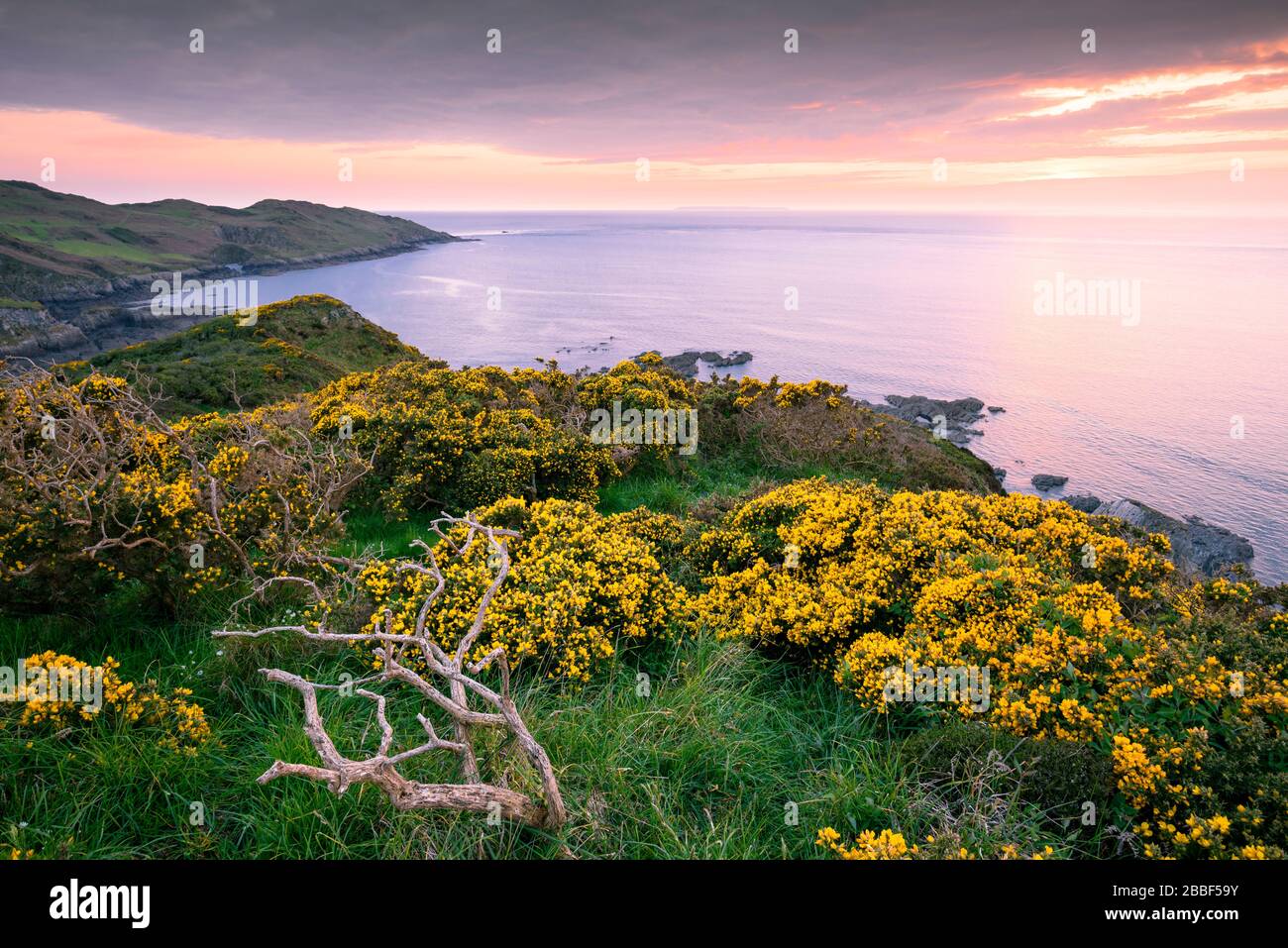 Gorse flowering in spring on the cliff top overlooking Rockham Bay with ...