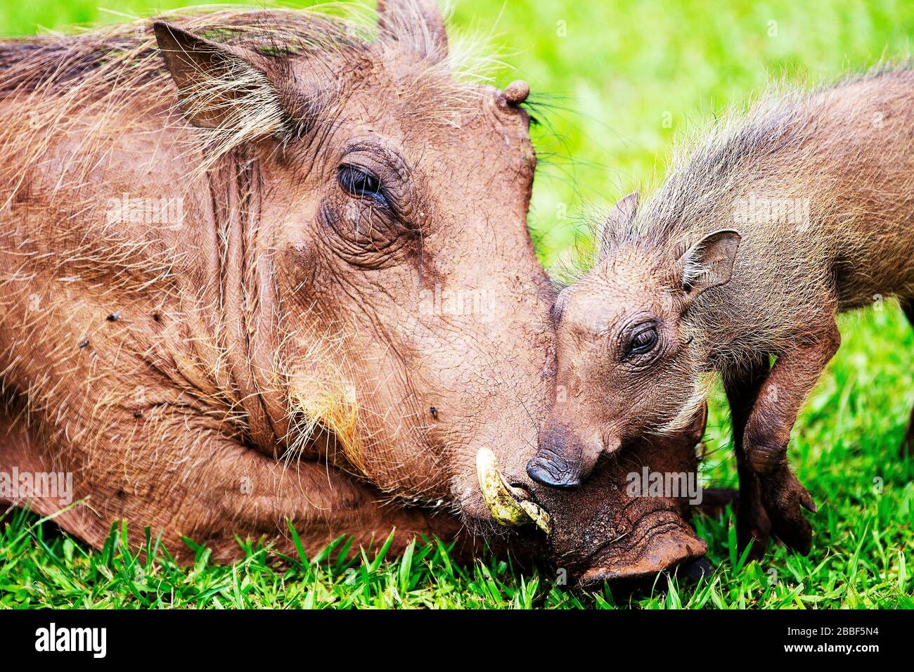 Warthog and piglet hi-res stock photography and images - Alamy