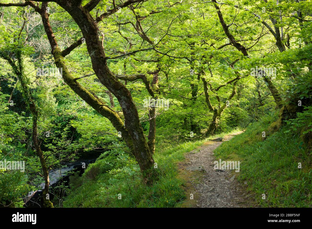 Sessile Oak trees on the bank of the East Lyn River in Trilly Wood ...