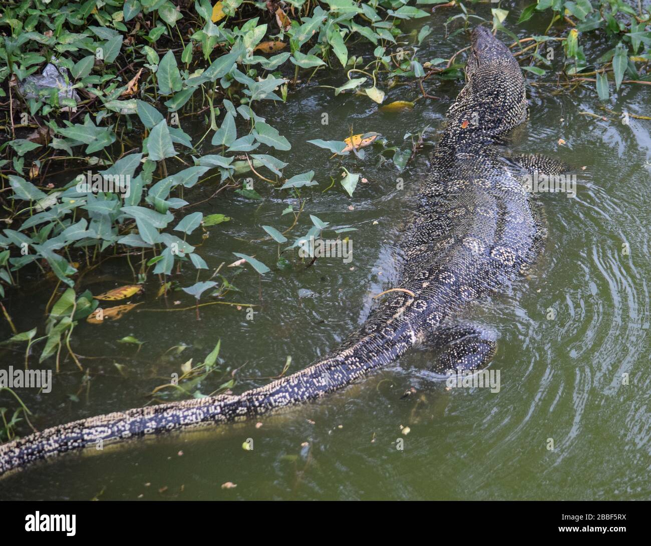 Large Water Monitor, Ayutthaya 110120 Stock Photo - Alamy