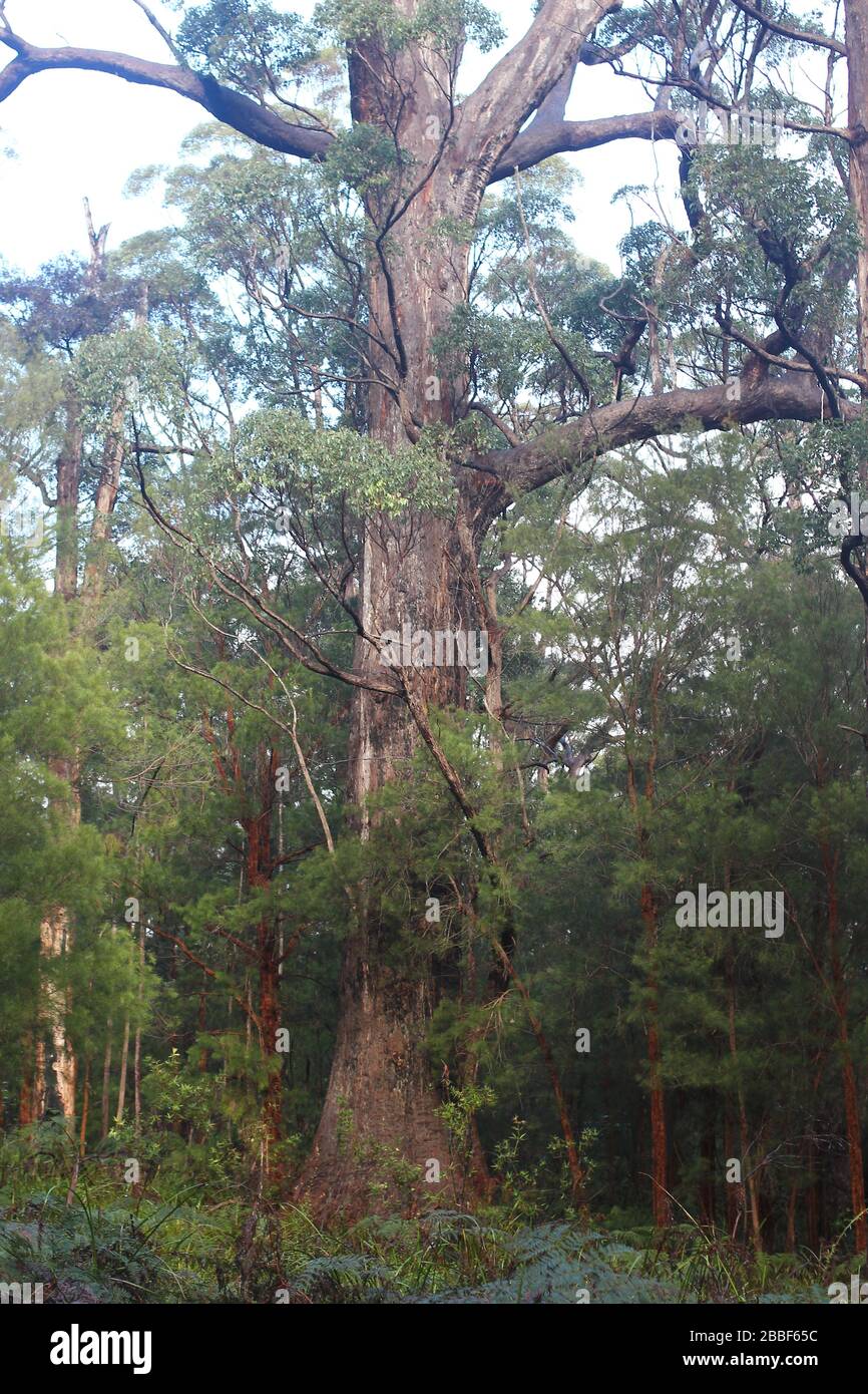 Giant red tingle trees, old man of the forest in Western Australia ...