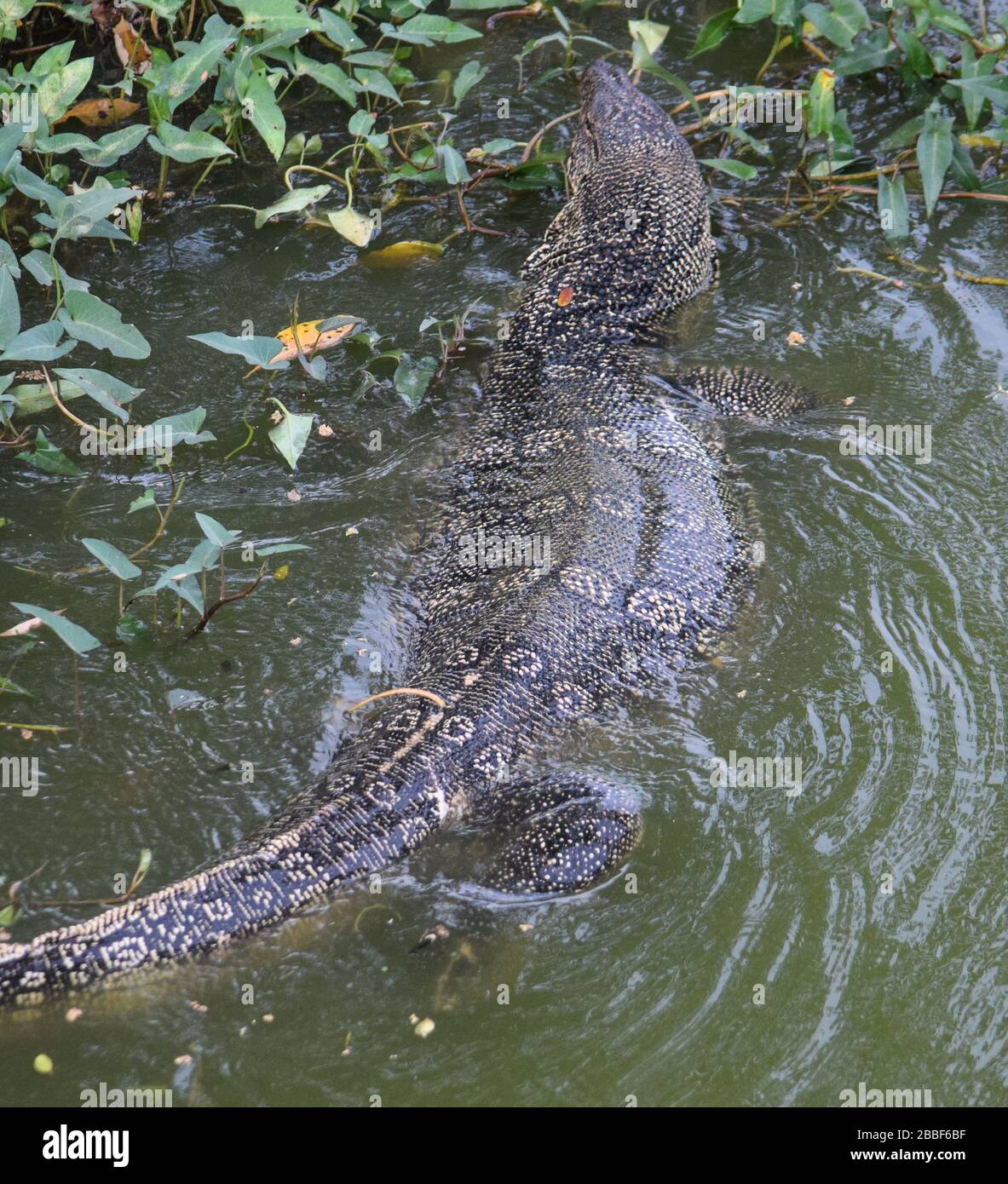 Large Water Monitor, Ayutthaya 110120 Stock Photo - Alamy