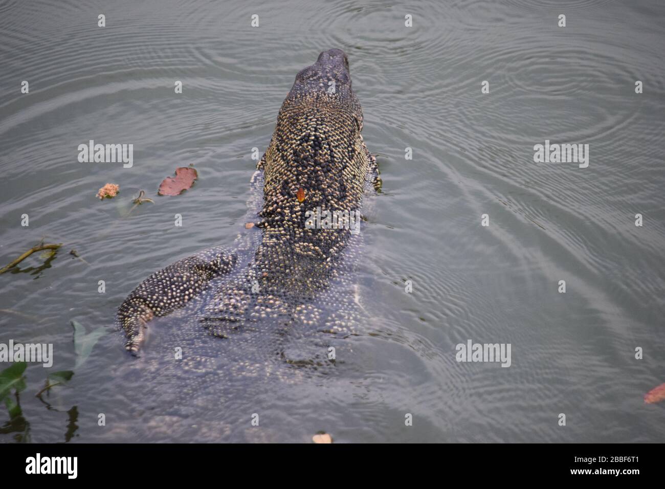 Large Water Monitor, Ayutthaya 110120 Stock Photo - Alamy