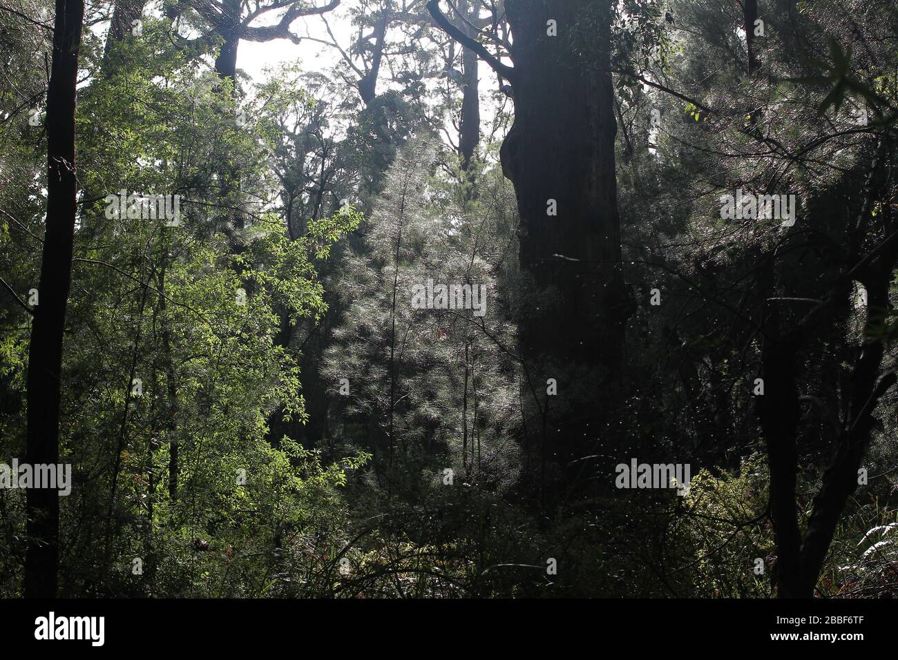 Giant red tingle trees, old man of the forest in Western Australia ...